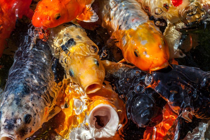 Muchos peces koi foto de archivo. Imagen de verde, ambiente - 159037086