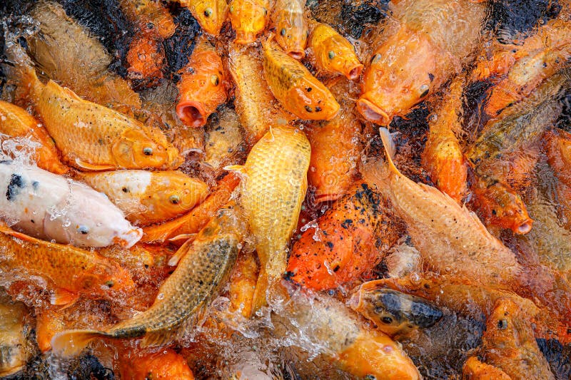 Muchos Peces Koi Cazan Comida Foto de archivo - Imagen de modelo ...