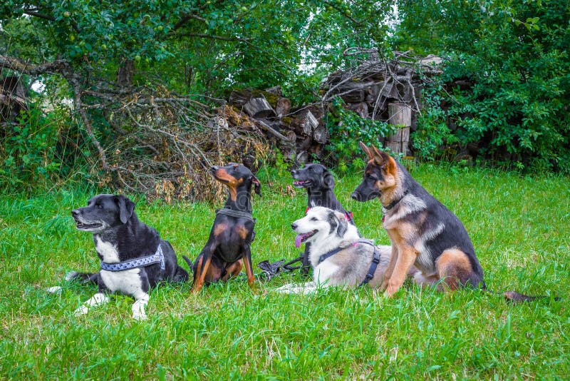 5,908 Muchos Perros Fotos de stock - Fotos libres de regalías de Dreamstime