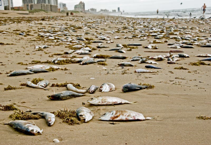 2,359 Marea Muerta Fotos de stock - Fotos libres de regalías de Dreamstime