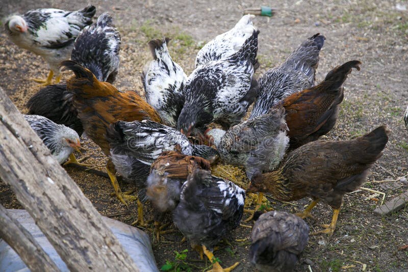 Muchos pollos imagen de archivo. Imagen de campo, tierra - 88454151