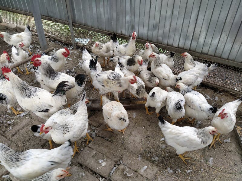 Muchos Pollos Blancos Mientras Comen Foto de archivo - Imagen de ...
