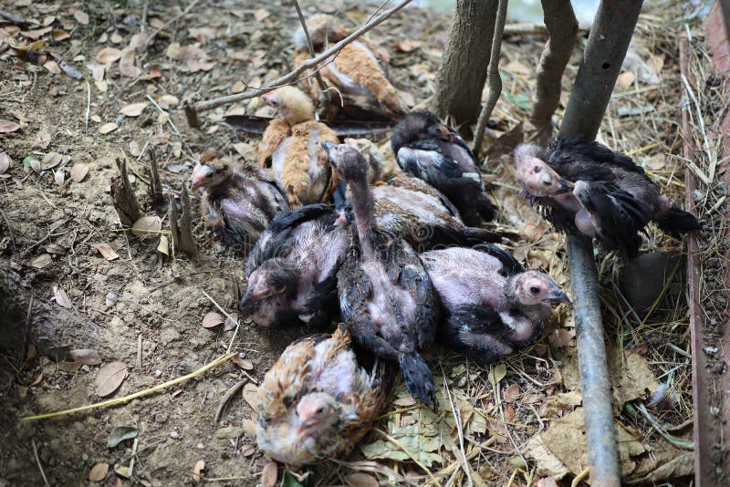 Muchos Pollos Viven Juntos En La Granja Imagen de archivo - Imagen de ...