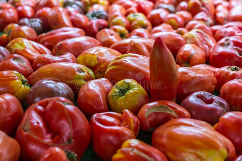 Muchos Tomates Creciendo En La Valla Foto de archivo - Imagen de ...