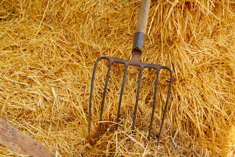 Muck Fork Stable Tool on Straw Bale Stock Image - Image of food, muck ...