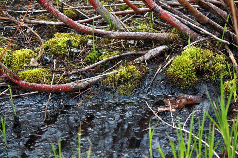 Muck, Mud, Moss at the Marsh in Spring Stock Image - Image of muck ...