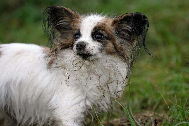 Mucky pup stock photo. Image of behold, dirty, papillon - 12152044