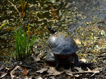 31,026 Turtles Stock Photos - Free & Royalty-Free Stock Photos from ...