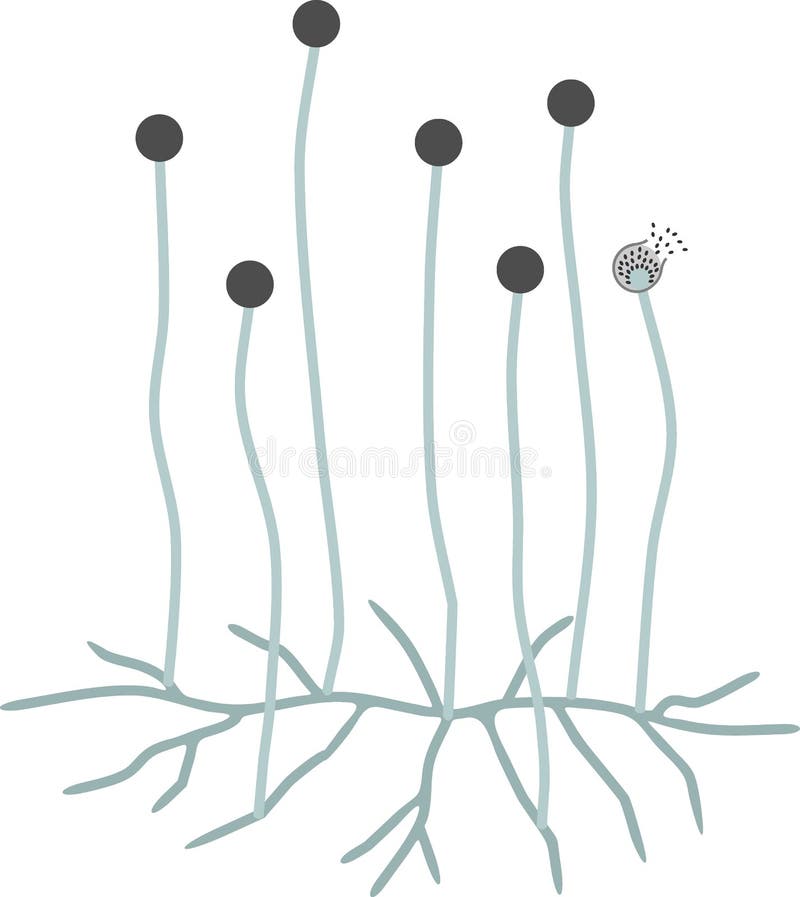 Structure of Mucor. Mycelium with Sporangium Stock Vector ...