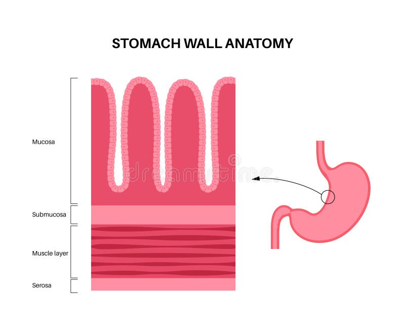 Mucous Membrane Structure Stock Vector Illustration Of Gland 282515146