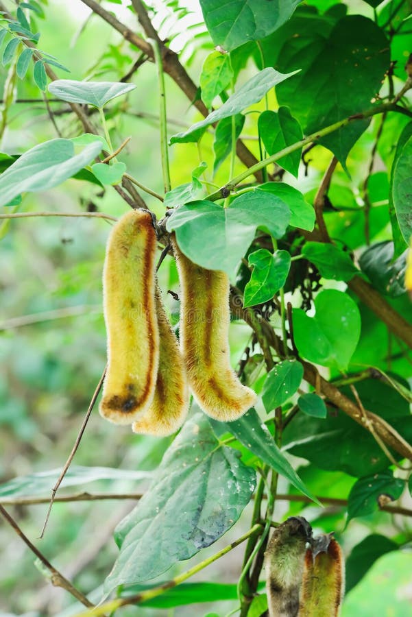 Mucuna stock image. Image of itching, beautiful, bean - 87489719