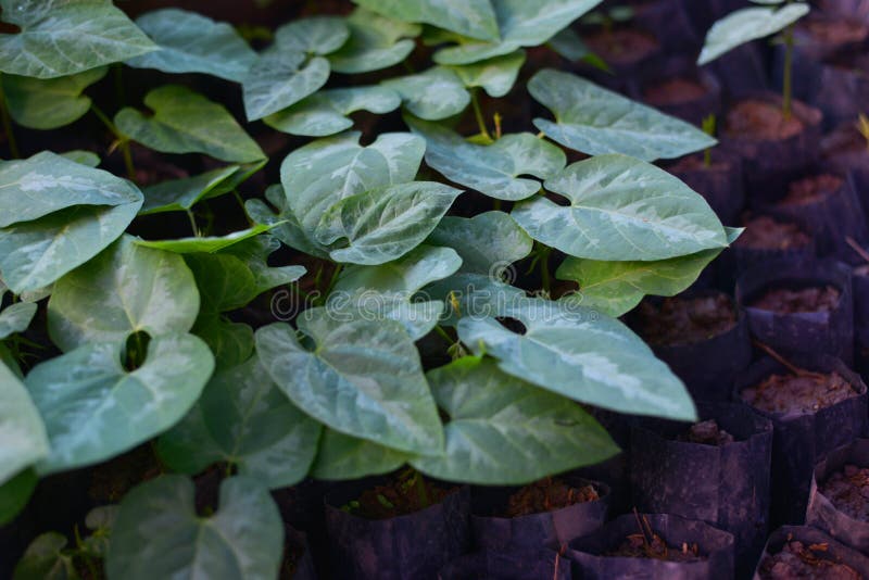 Mucuna Prurita, Fabaceae stock image. Image of grey, alkylamines - 57682829