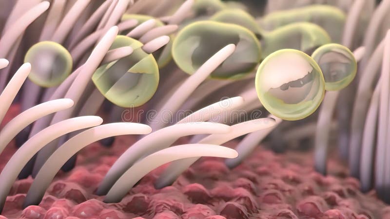 Mucus Formation in Human Lungs Stock Illustration - Illustration of ...