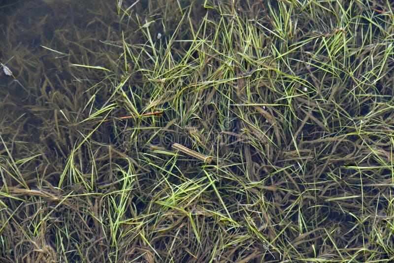 Mud and Algae in the River in Spring Stock Photo - Image of natural ...