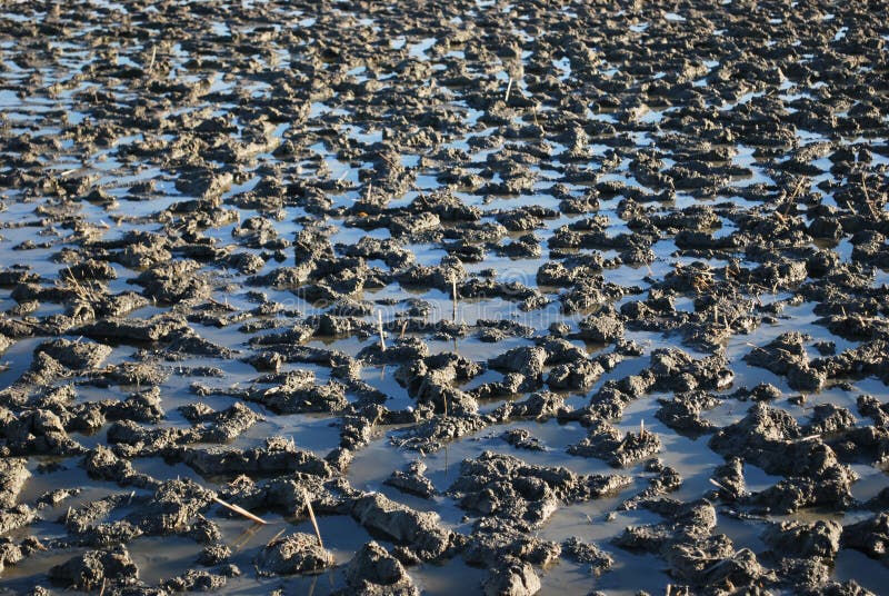 Mud background stock photo. Image of weather, dirty, land - 16876264