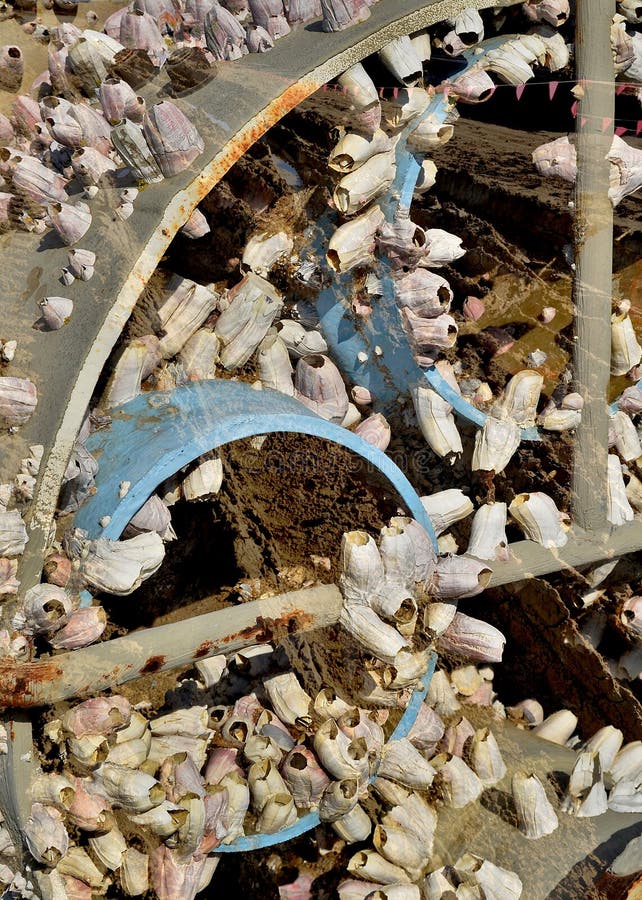 Mud and Barnacle Formed on an Underwater Pipe Stem-images Combined ...