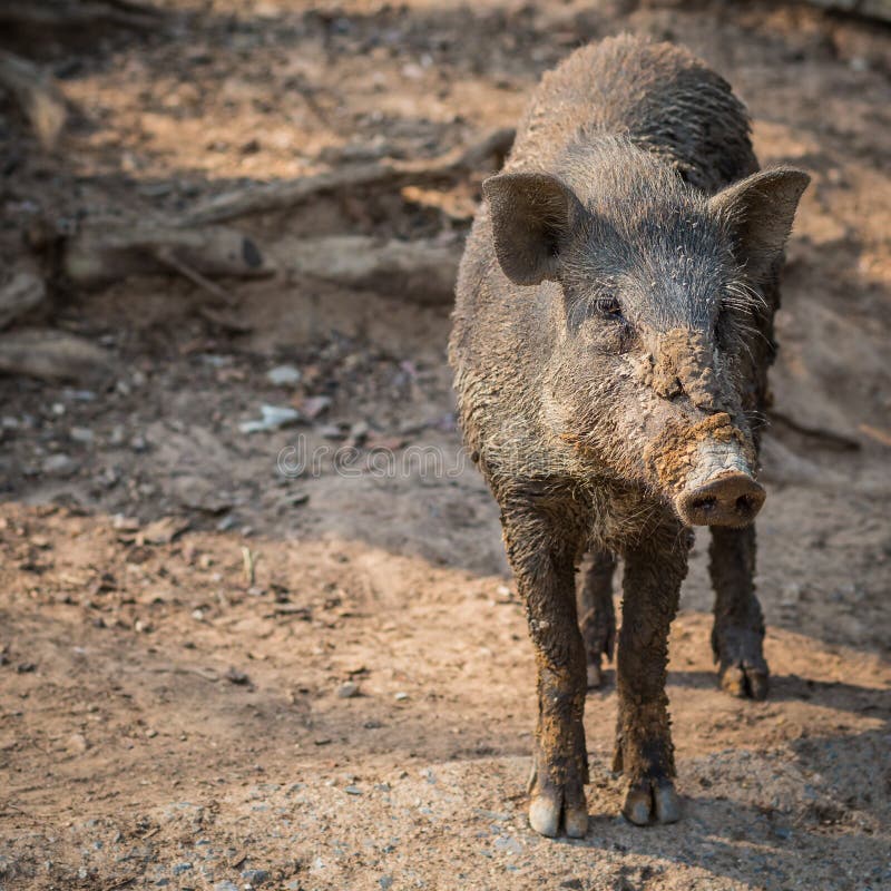 Mud boar stock image. Image of boar, wildlife, europe - 39811321