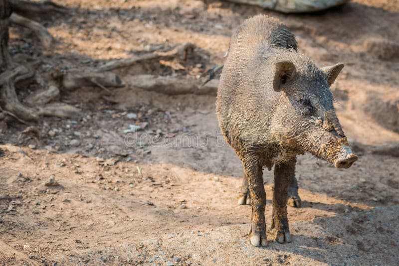 Mud boar stock image. Image of black, wildlife, grey - 40519725
