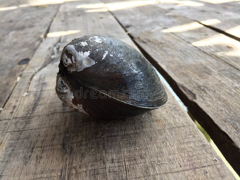 Mud or Mangrove Clam, Geloina Coaxans Stock Photo - Image of mussel ...