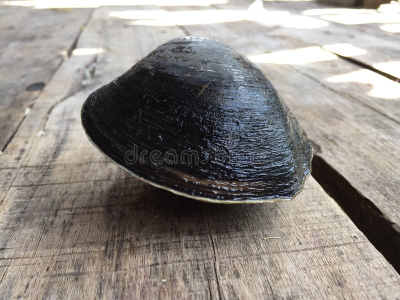 Mud or Mangrove Clam, Geloina Coaxans Stock Photo - Image of coaxans ...