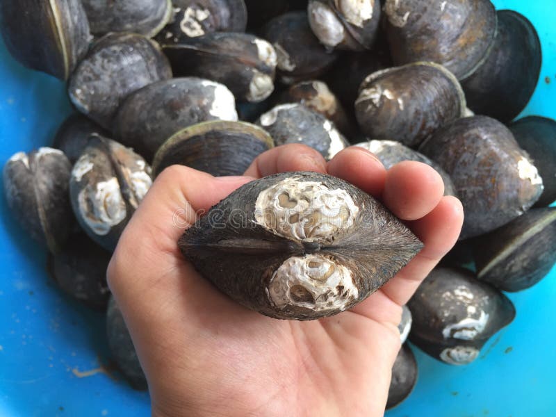 Mud or Mangrove Clam, Geloina Coaxans Stock Image - Image of coaxans ...