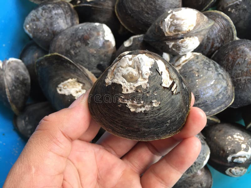 Mud or Mangrove Clam, Geloina Coaxans Stock Image - Image of cockle ...