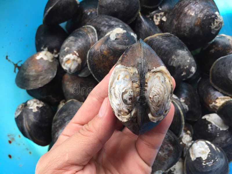 Mud or Mangrove Clam, Geloina Coaxans Stock Image - Image of seafood ...