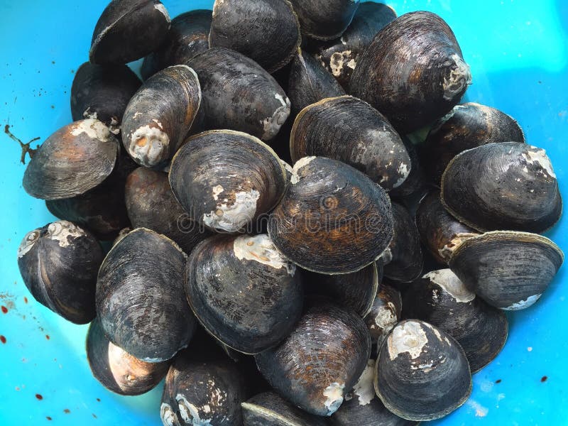 Mud or Mangrove Clam, Geloina Coaxans Stock Photo - Image of mussel ...