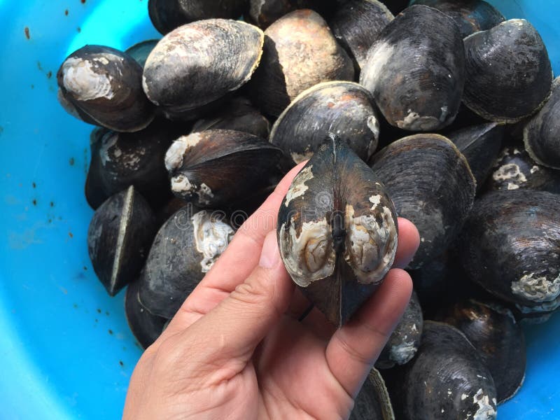 Mud or Mangrove Clam, Geloina Coaxans Stock Photo - Image of food ...