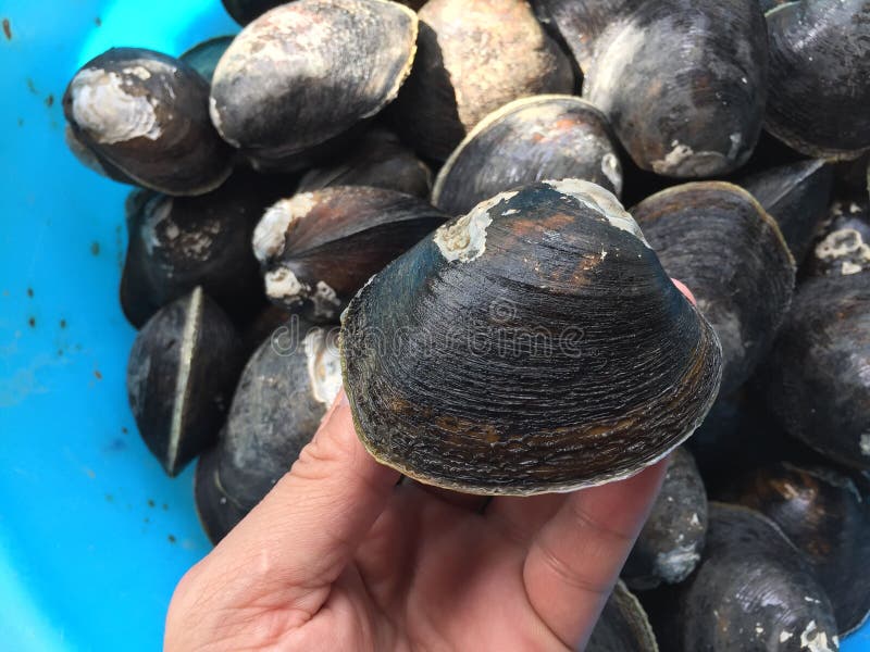 Mud or Mangrove Clam, Geloina Coaxans Stock Image - Image of coaxans ...