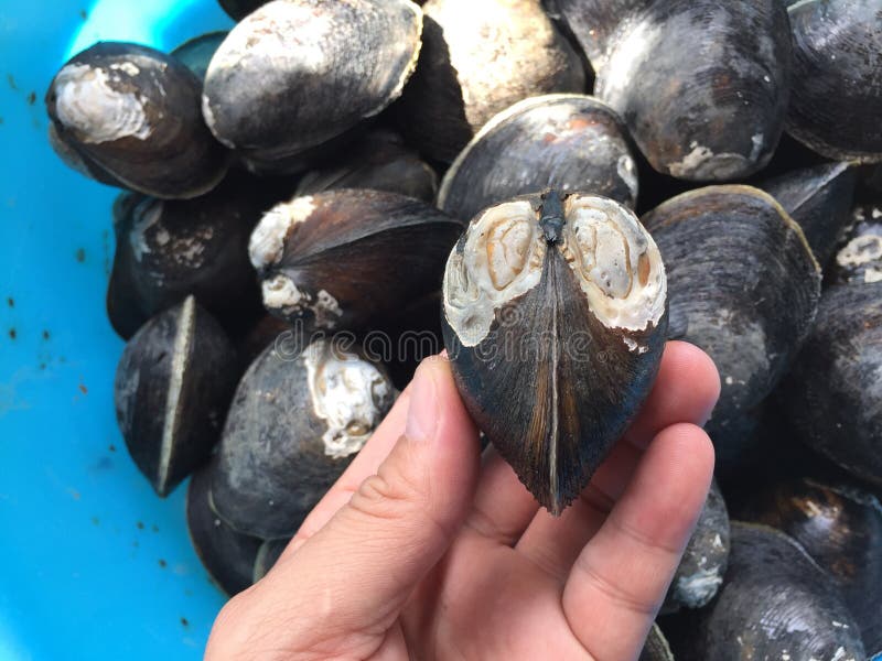 Mud or Mangrove Clam, Geloina Coaxans Stock Image - Image of mussel ...