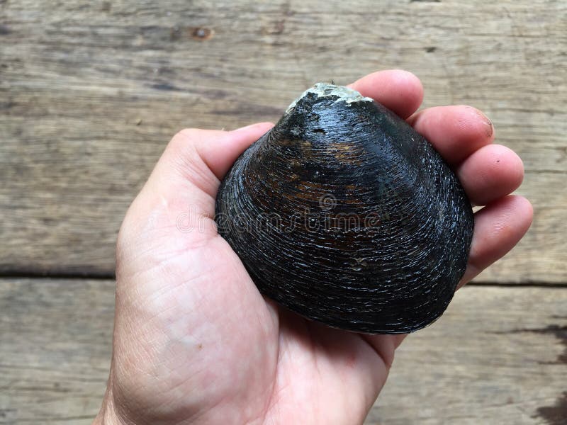 Mud or Mangrove Clam, Geloina Coaxans Stock Photo - Image of mangrove ...