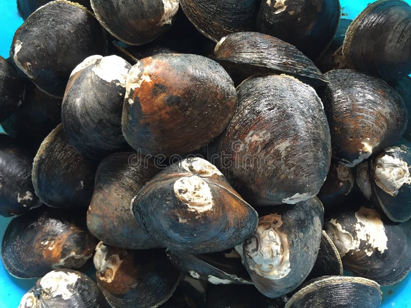 Mud or Mangrove Clam, Geloina Coaxans Stock Photo - Image of seafood ...