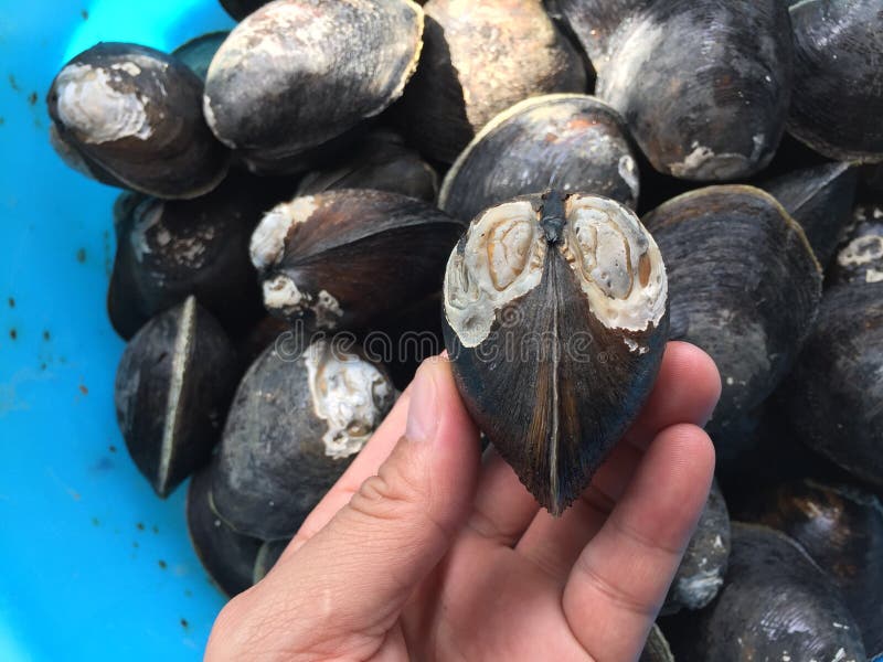 Mud or Mangrove Clam, Geloina Coaxans Stock Photo - Image of coaxans ...