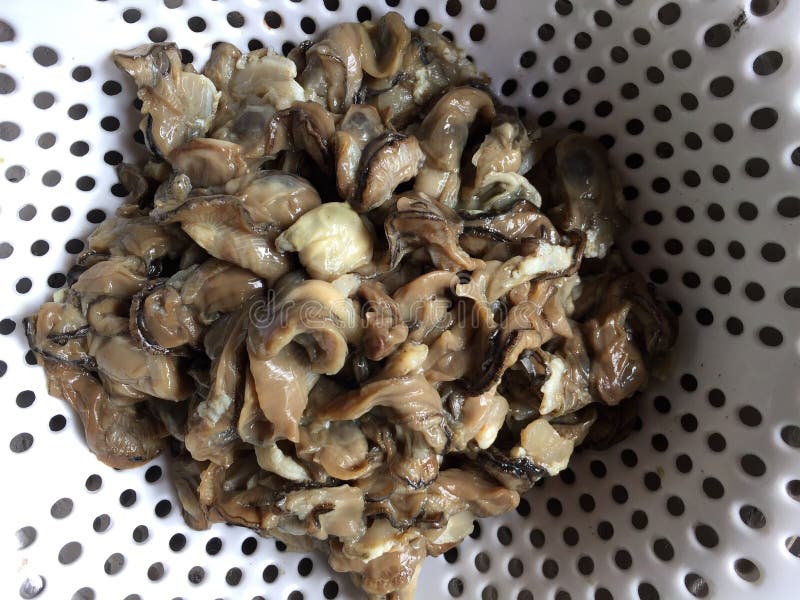 Mud or Mangrove Clam, Geloina Coaxans Stock Image - Image of mangrove ...