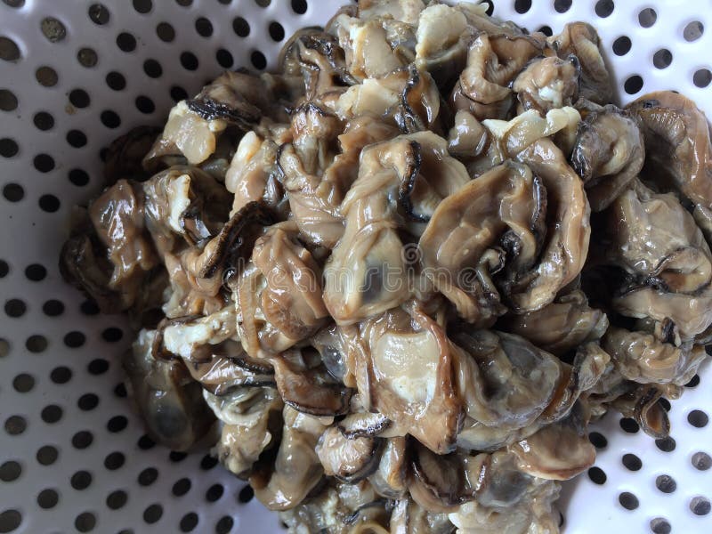 Mud or Mangrove Clam, Geloina Coaxans Stock Image - Image of seafood ...