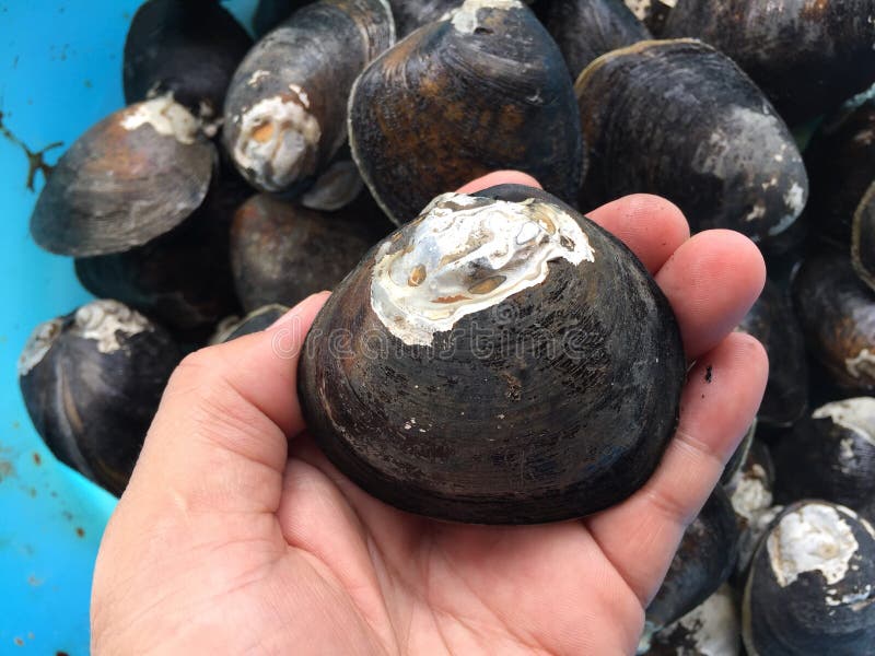Mud or Mangrove Clam, Geloina Coaxans Stock Photo - Image of mussel ...