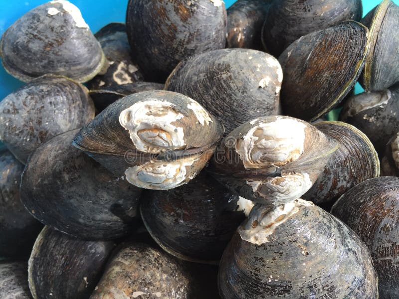 Mud or Mangrove Clam, Geloina Coaxans Stock Image - Image of geloina ...