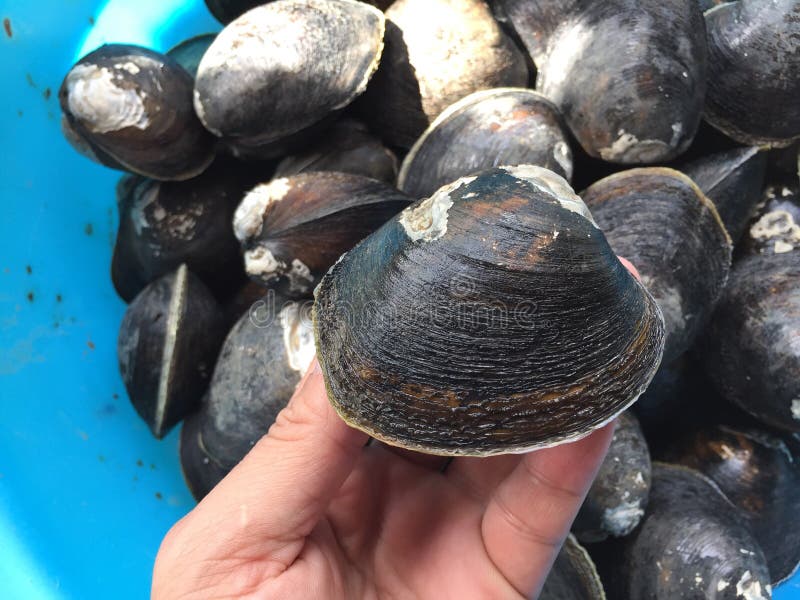 Mud or Mangrove Clam, Geloina Coaxans Stock Image - Image of cockle ...