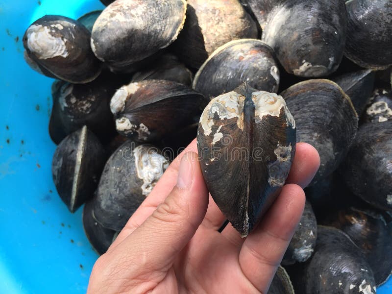 Mud or Mangrove Clam, Geloina Coaxans Stock Image - Image of geloina ...
