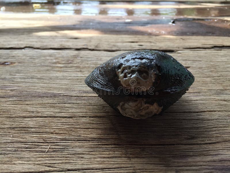 Mud or Mangrove Clam, Geloina Coaxans Stock Photo - Image of rock ...
