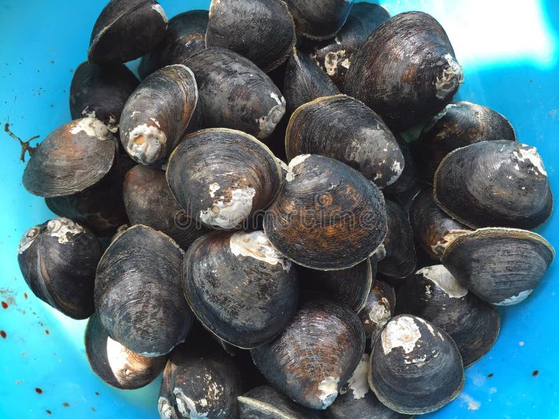 Mud or Mangrove Clam, Geloina Coaxans Stock Image - Image of geloina ...