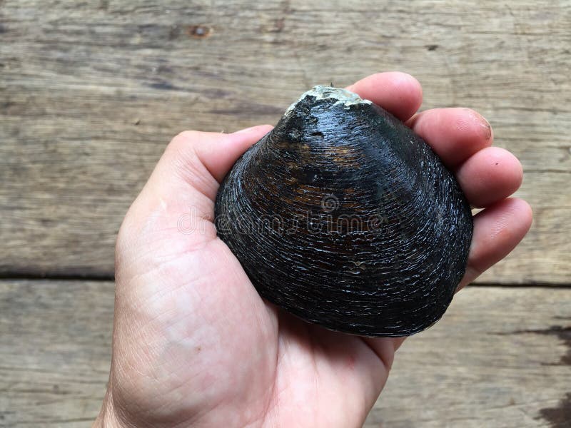 Mud or Mangrove Clam, Geloina Coaxans Stock Photo - Image of coaxans ...