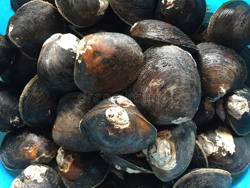 Mud Or Mangrove Clam, Geloina Coaxans Stock Photo - Image of mangrove ...