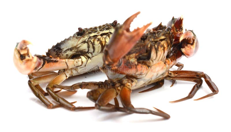 Mud Crab. stock image. Image of exoskeleton, color, crustacean - 138168687