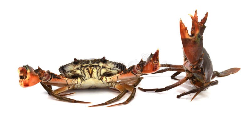 Crab. stock photo. Image of grosses, baordf, ocacopy - 140176254