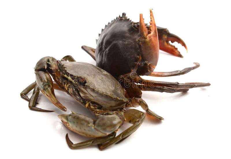 Crab. stock image. Image of crues, isolacopy, repas - 140176325