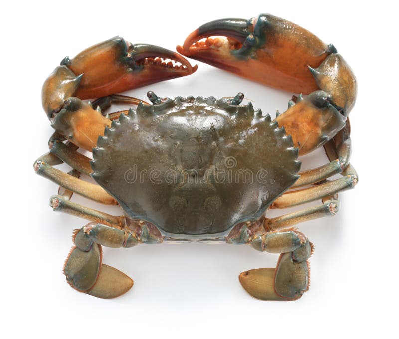 2,867 Mud Crab Stock Photos - Free & Royalty-Free Stock Photos from ...