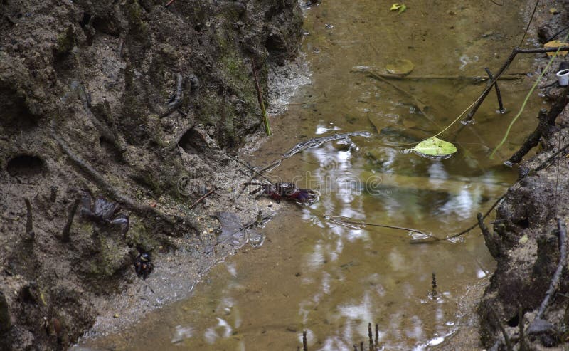 Mud Crab in the Mangrove Forest Stock Image - Image of enjoying, forest ...