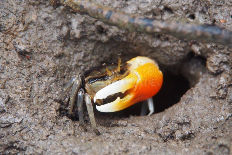Mud Crab stock photo. Image of mangrove, scissors, tropical - 63983448